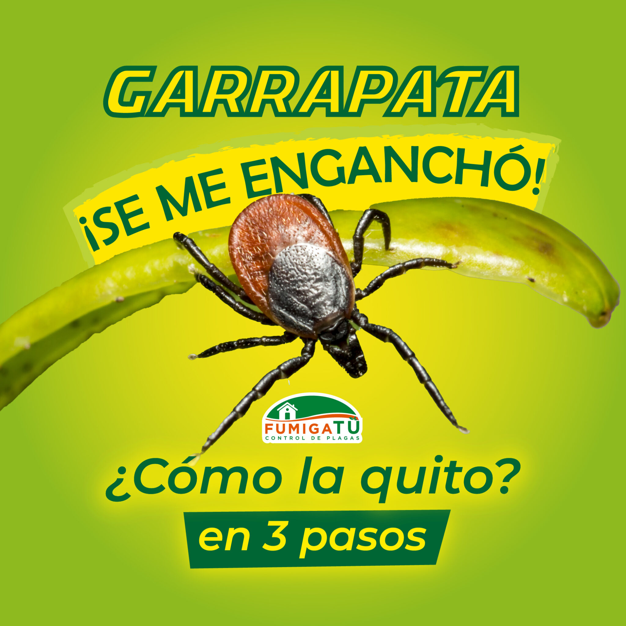 ¿Cómo quitarte una garrapata enganchada? - Fumiga Tu